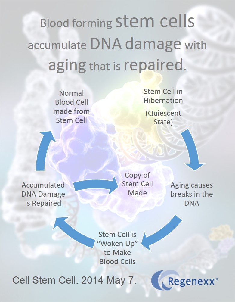 stem cell DNA repair