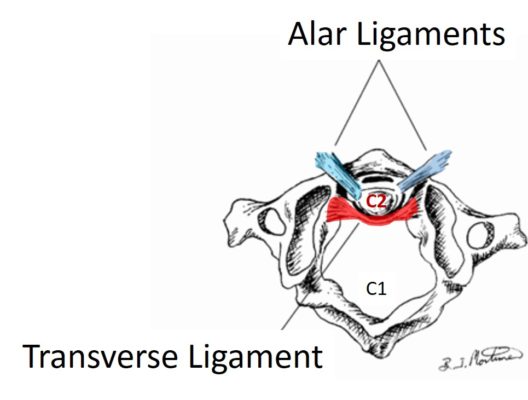 alar ligament treatment