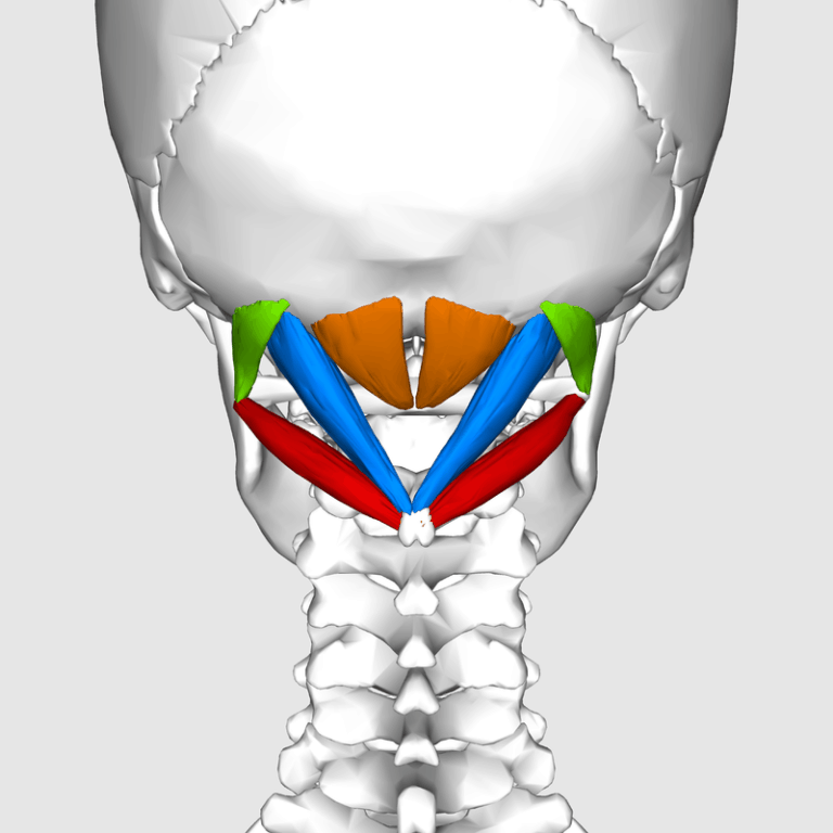 ccj instability rectus capitus posterior minor