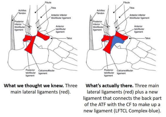 torn ankle ligament surgery the hammer and the nail effect
