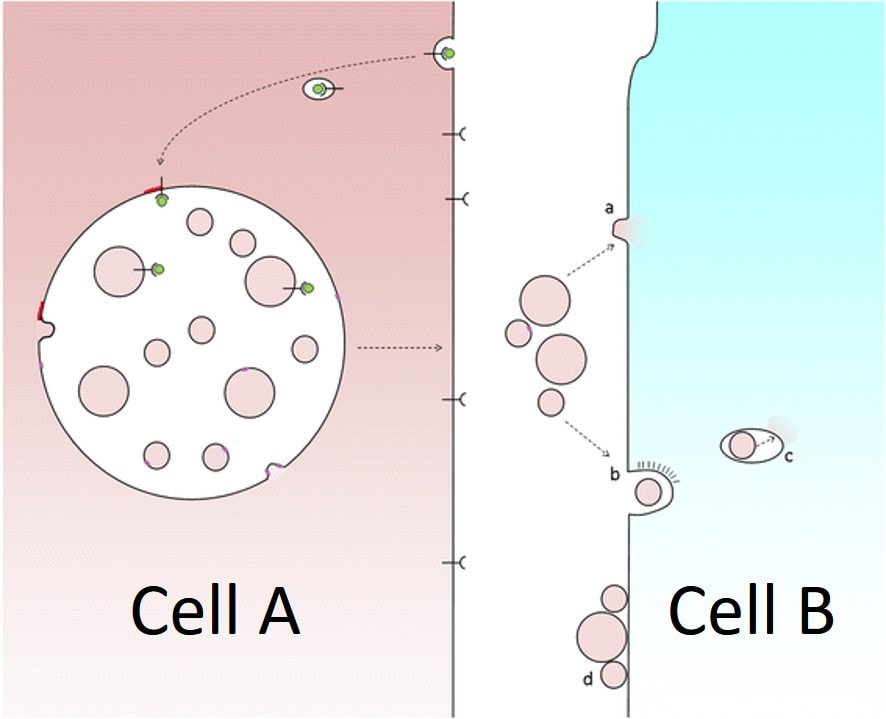 What Is Exosome Therapy? - Regenexx Blog