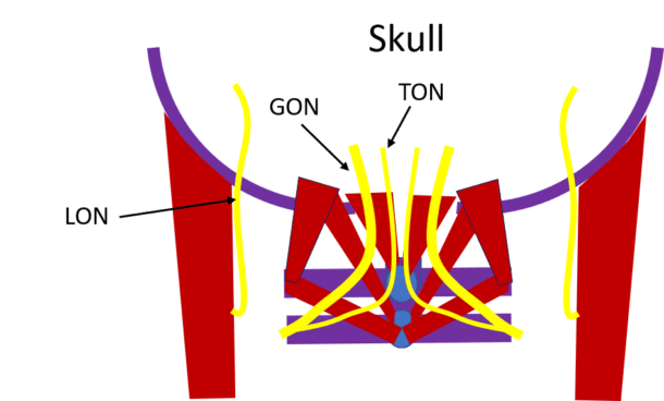 The Nerves at the Back of Your Head and Headaches - Regenexx