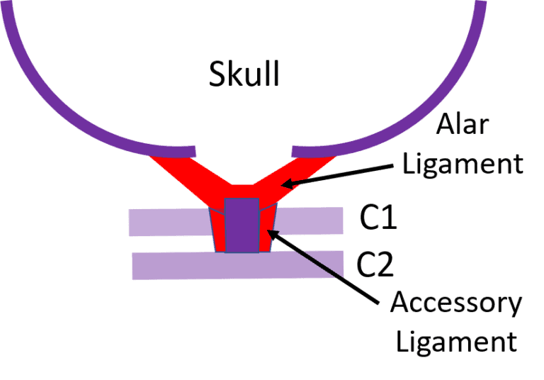 Why the C1-C2 Facet Joint Is Inherently Unstable - Regenexx