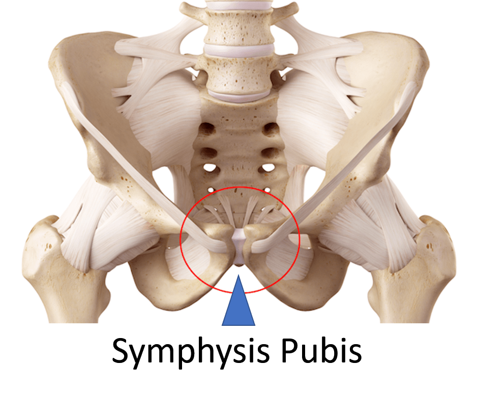 Symphysis Pubis