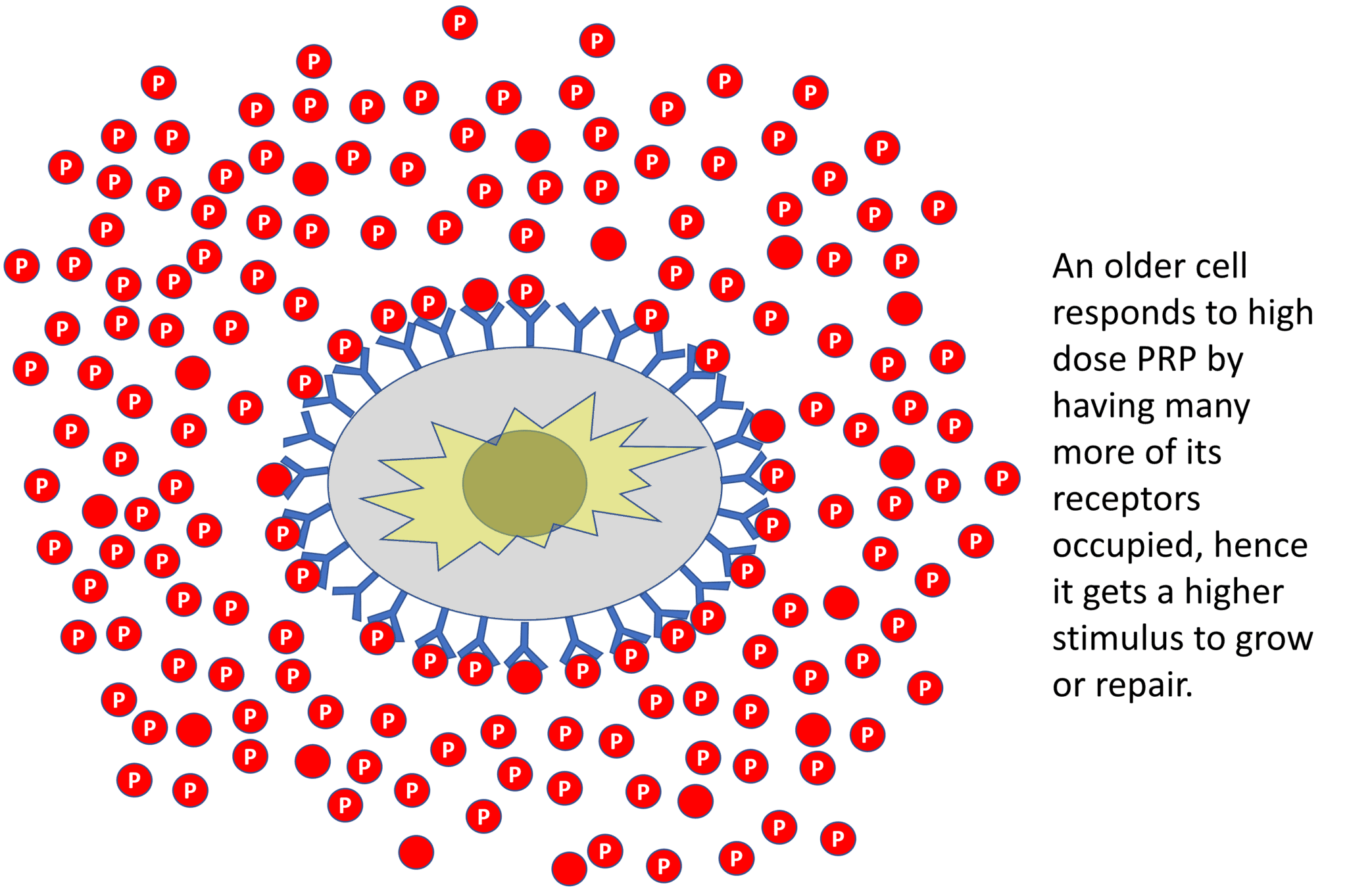 When Is PRP not PRP? It All Depends on Your Age - Regenexx