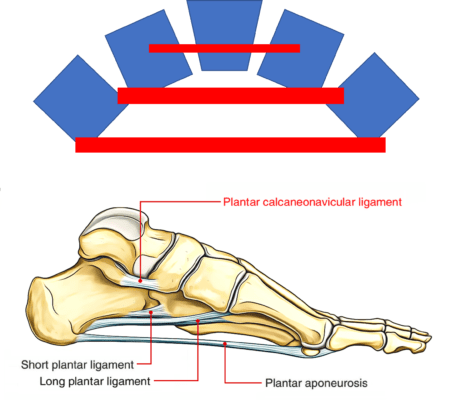 Getting Flat Feet? Meet the Spring Ligament - Regenexx