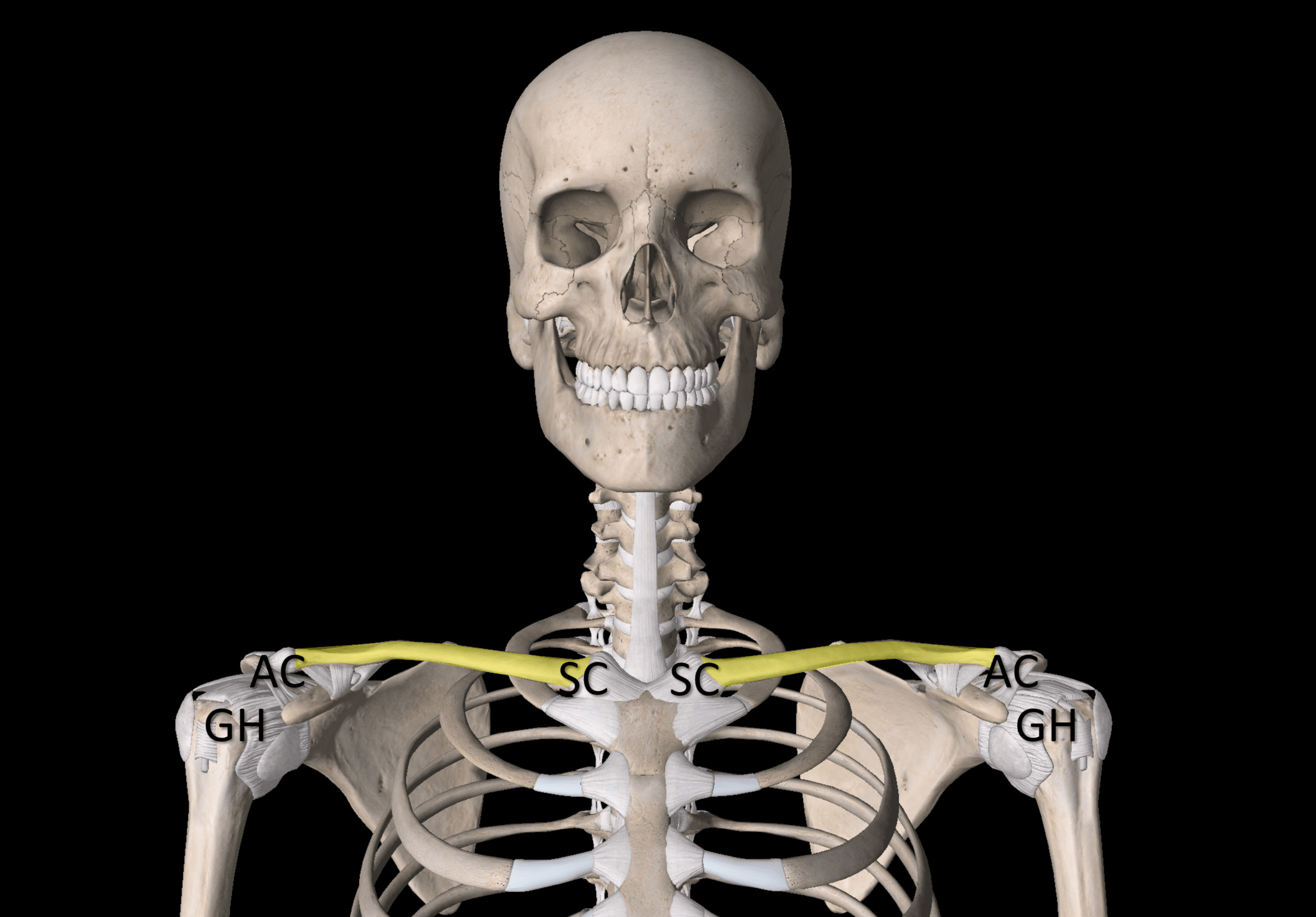 The Critical Upper Body Suspension System - Regenexx