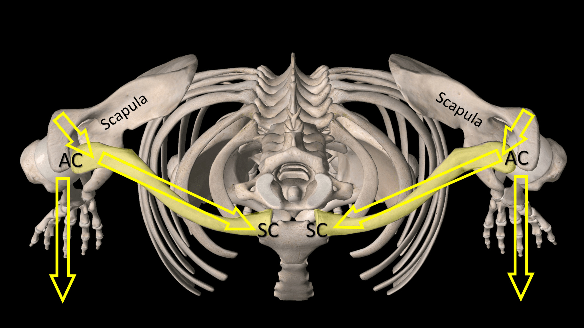 The Critical Upper Body Suspension System - Regenexx