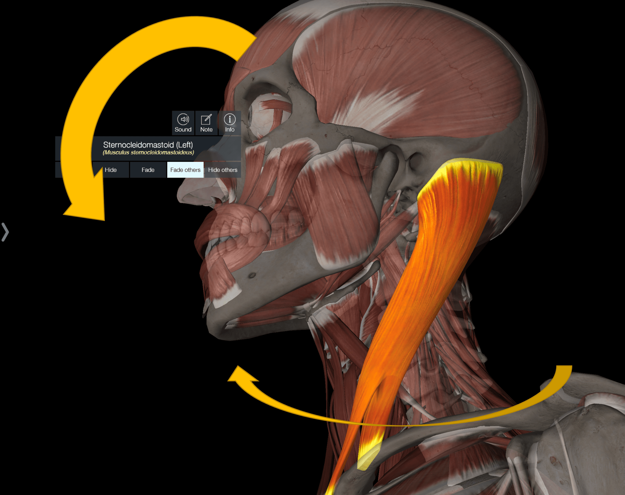 What Causes Scm Pain Sternocleidomastoid Pain Causes Symptoms And