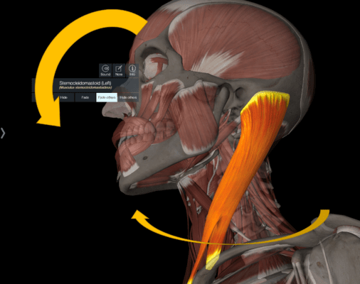 Sternocleidomastoid Syndrome: What You Need to Know - Regenexx
