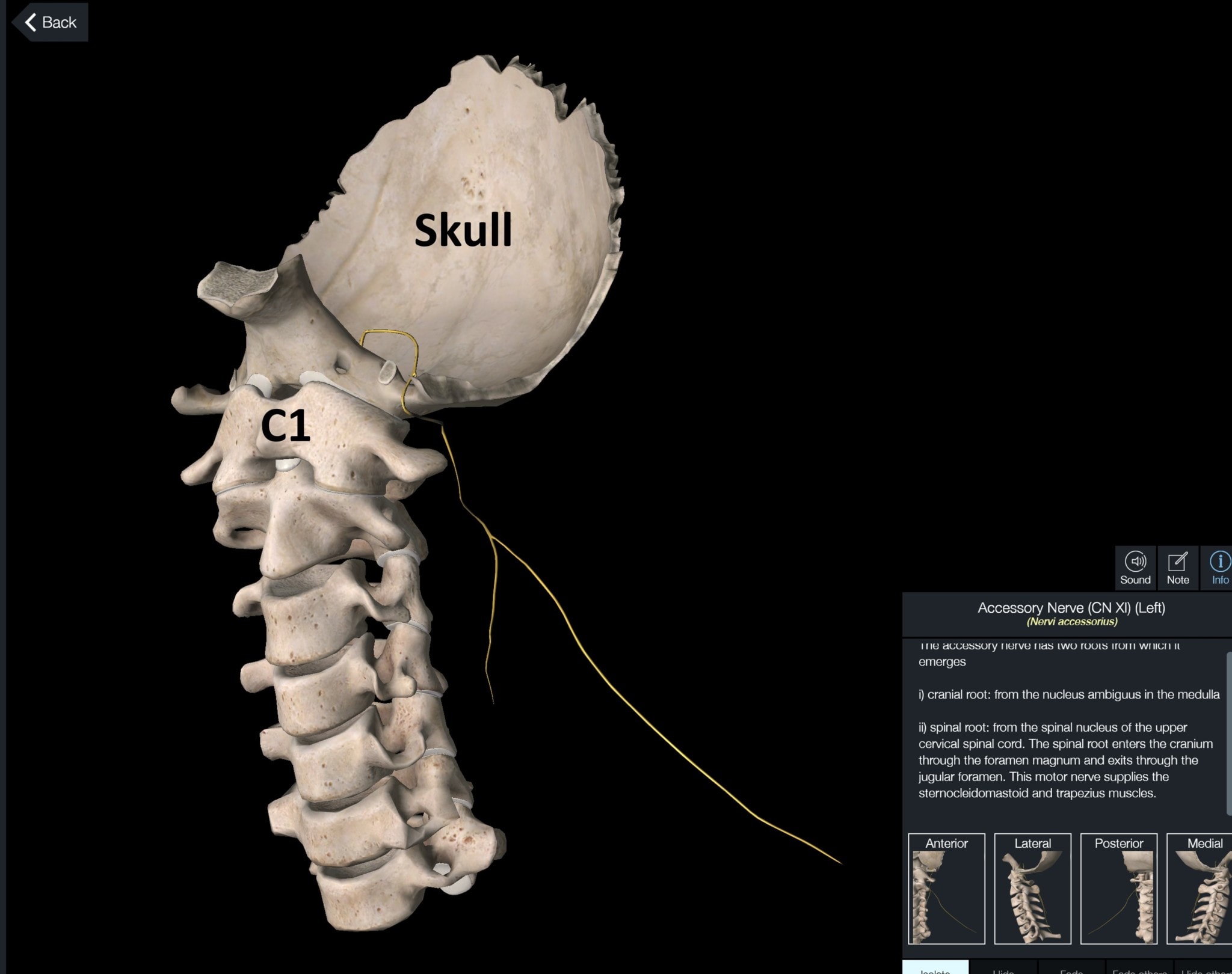 Sternocleidomastoid Syndrome: What You Need to Know - Regenexx