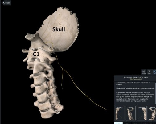 Sternocleidomastoid Syndrome: What You Need to Know - Regenexx