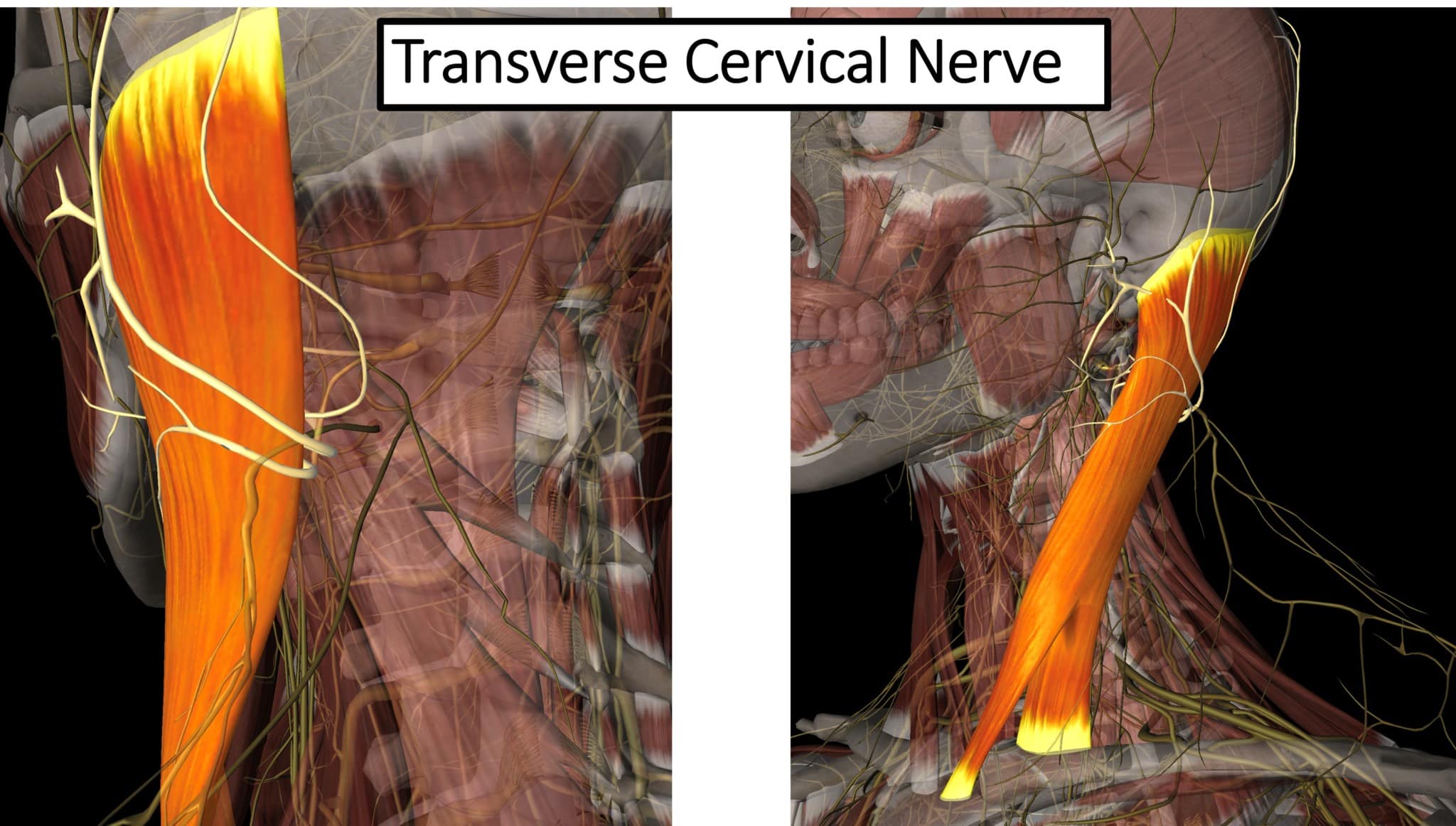 Sternocleidomastoid Syndrome: What You Need to Know - Regenexx