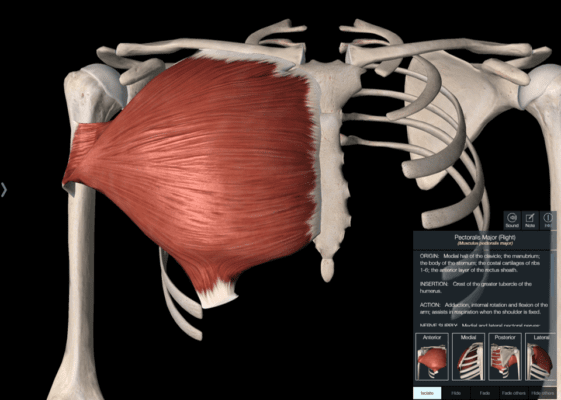 Why Tight Pecs and Shoulder Pain Could Be a Canary in the Coalmine of ...
