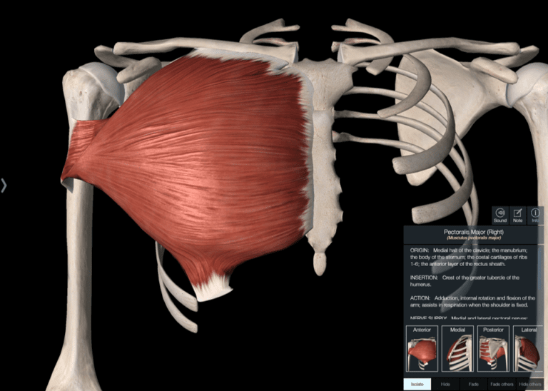 Why Tight Pecs and Shoulder Pain Could Be a Canary in the Coalmine of ...