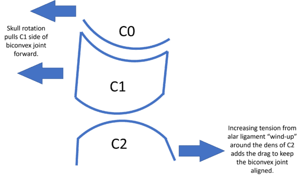 How Does the Body Stabilize the C1-C2 Joint? The Role of the Alar Ligament - Regenexx