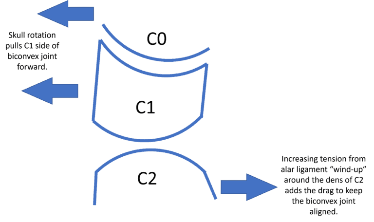 How Does the Body Stabilize the C1-C2 Joint? The Role of the Alar ...