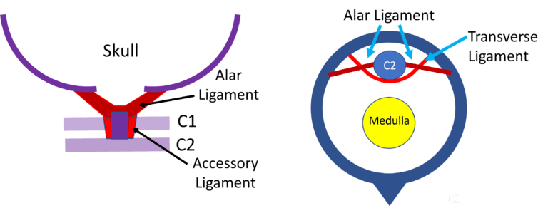 How Does the Body Stabilize the C1-C2 Joint? The Role of the Alar ...