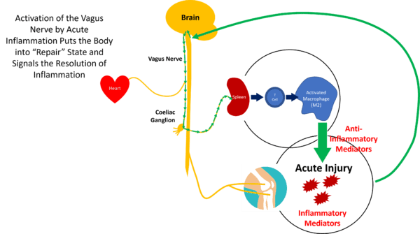 The Vagus Nerve, Inflammation, and the Neck: How are They Connected ...