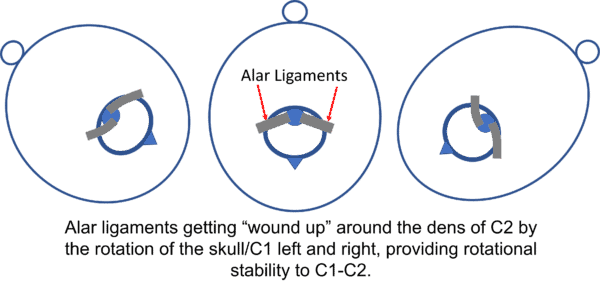 How Does the Body Stabilize the C1-C2 Joint? The Role of the Alar ...