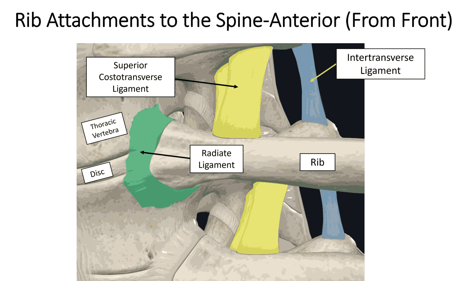 What is Slipping Rib Syndrome? - Regenexx