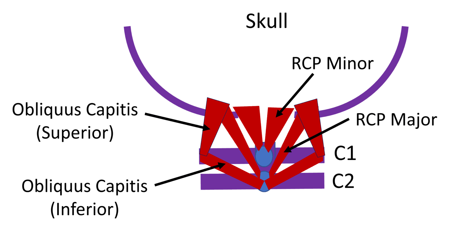 How Does the Body Stabilize the C1-C2 Joint? The Role of the Alar ...