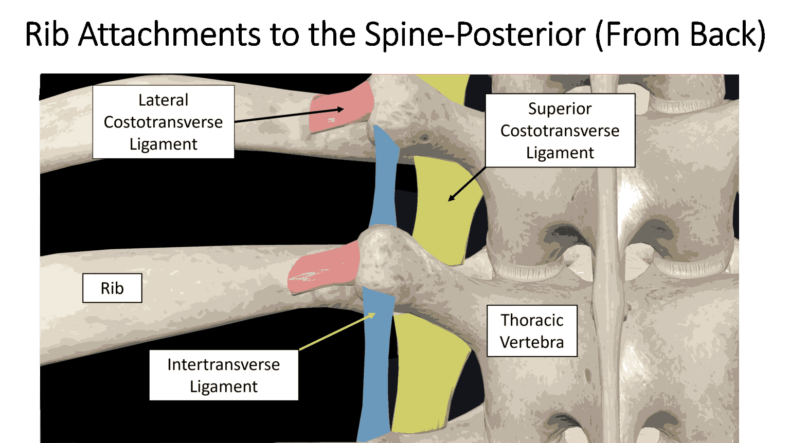 What is Slipping Rib Syndrome? - Regenexx
