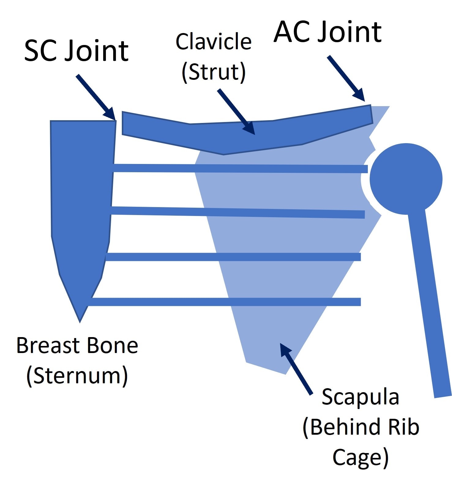 Sternoclavicular Joint Injury Recovery Time